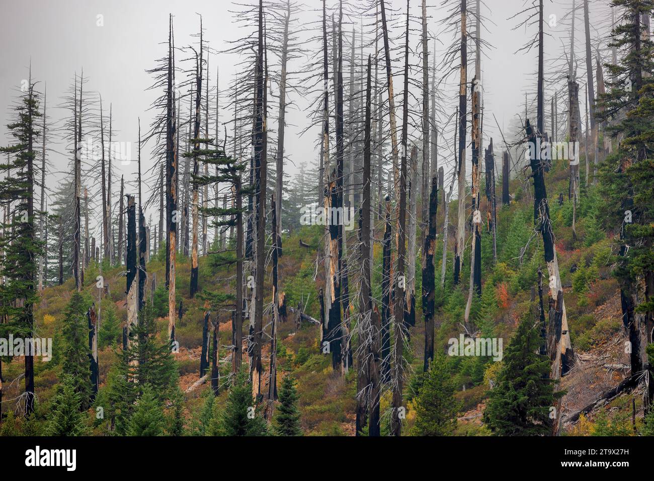 Fog hangs over the tops of burn't dead trees surrounding with new ...