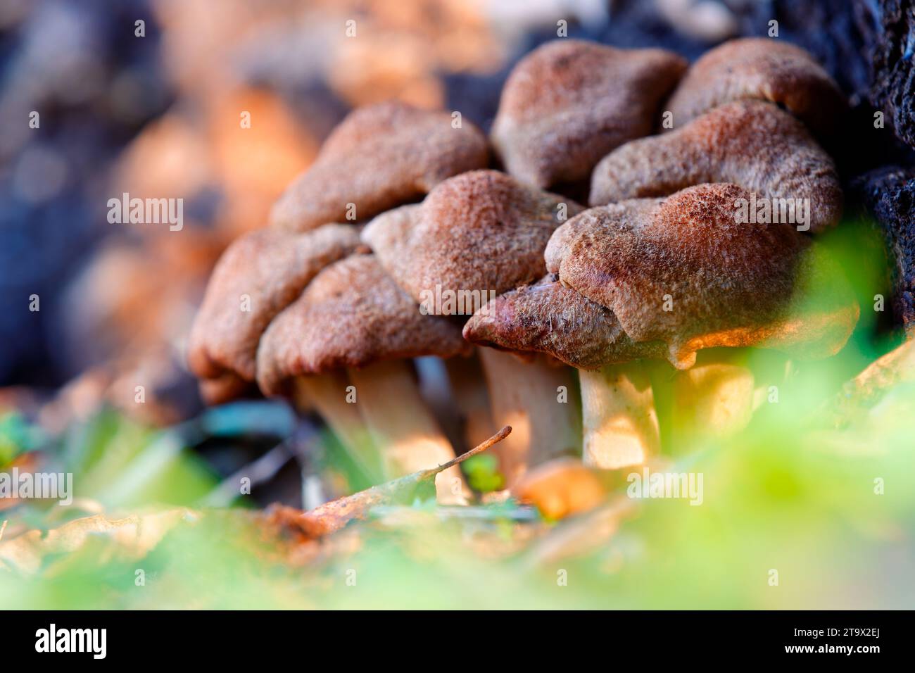 Conifer stump toadstool hi-res stock photography and images - Alamy