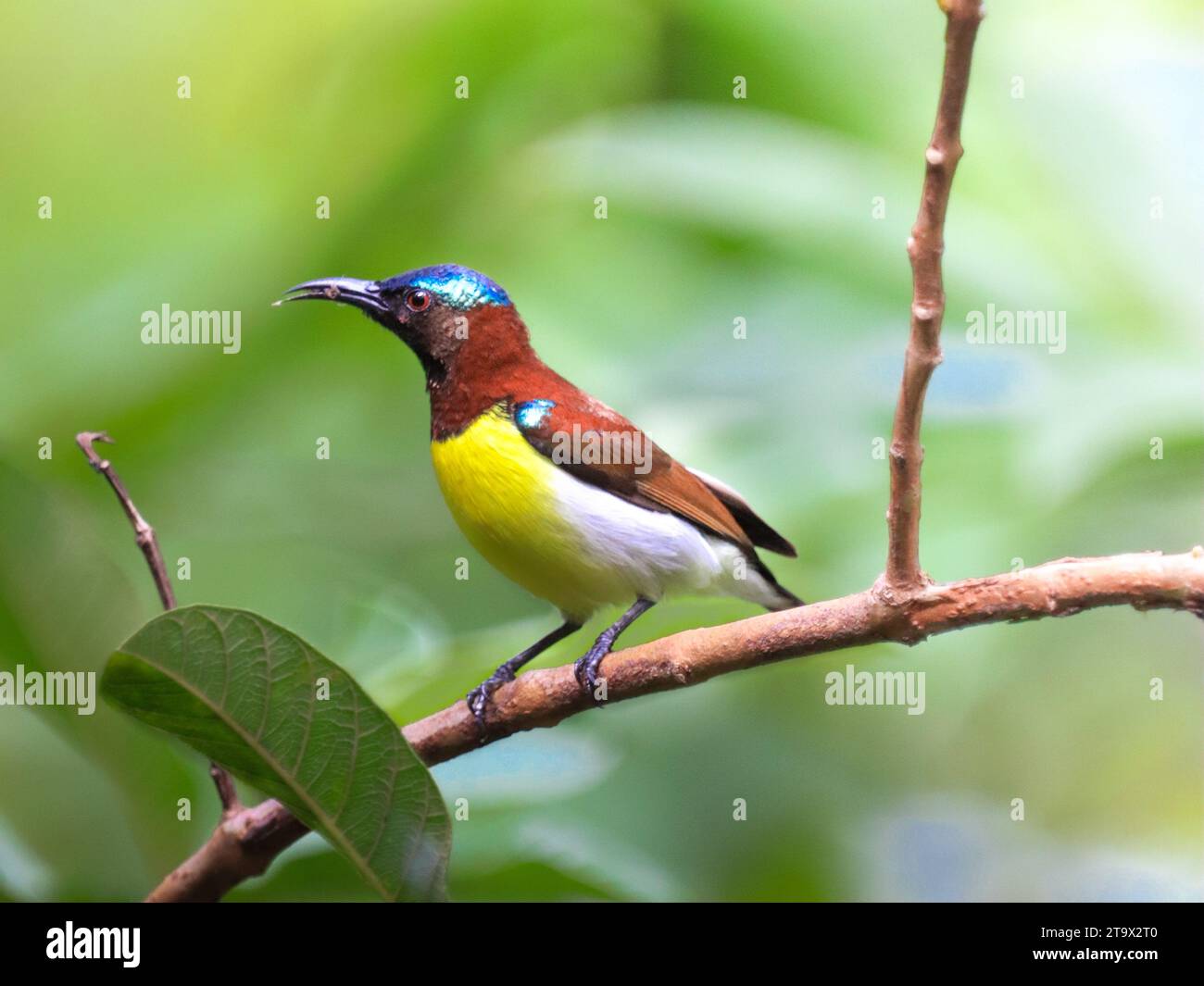 Male Purple-rumped Sunbird. native species in Sri lanka Stock Photo - Alamy