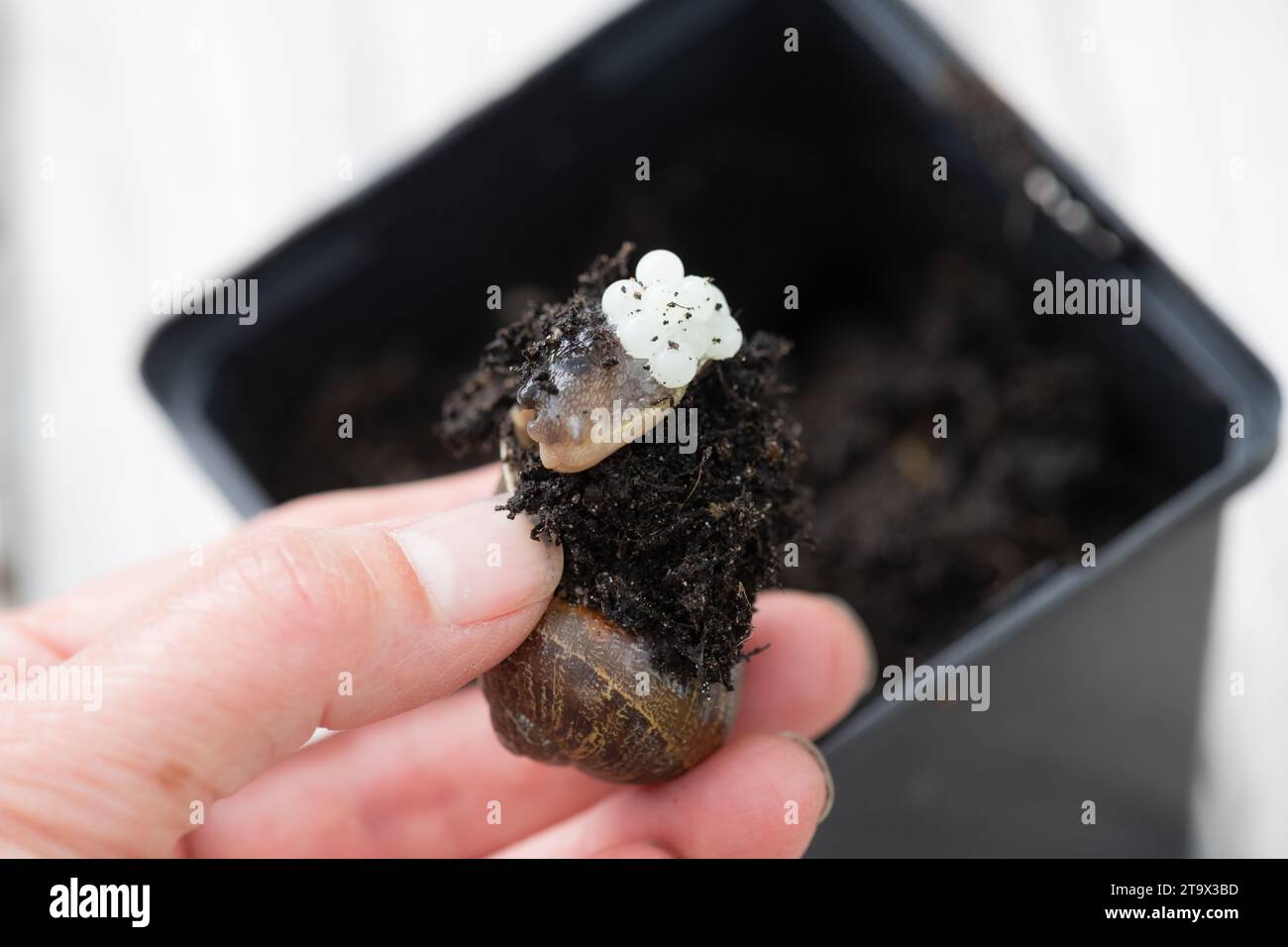 Snail eggs hi-res stock photography and images - Alamy