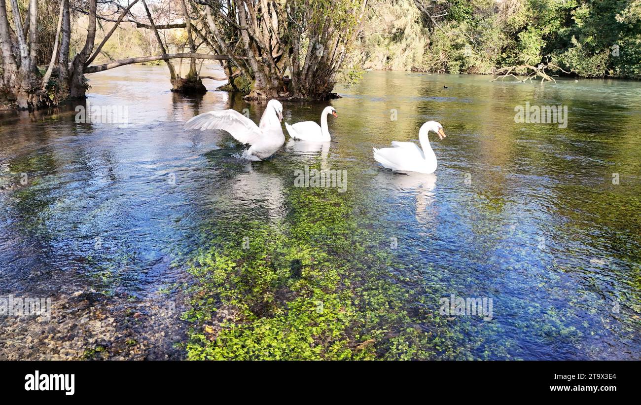 Four majestic white swans swim gracefully in a river beneath a bridge ...