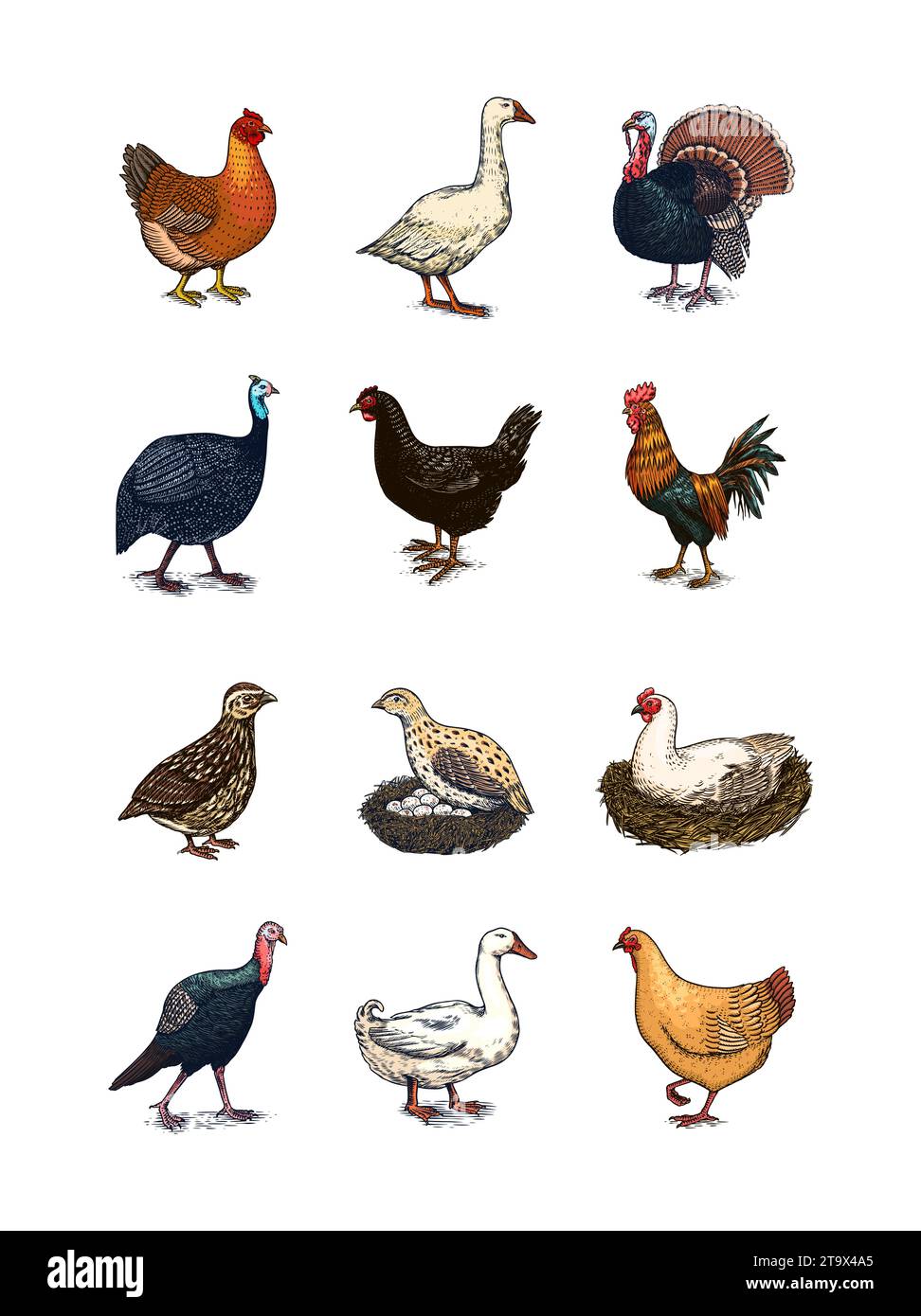 Domestic Chicken bird. Turkey, guinea fowl, goose, duck, quail. Hand ...
