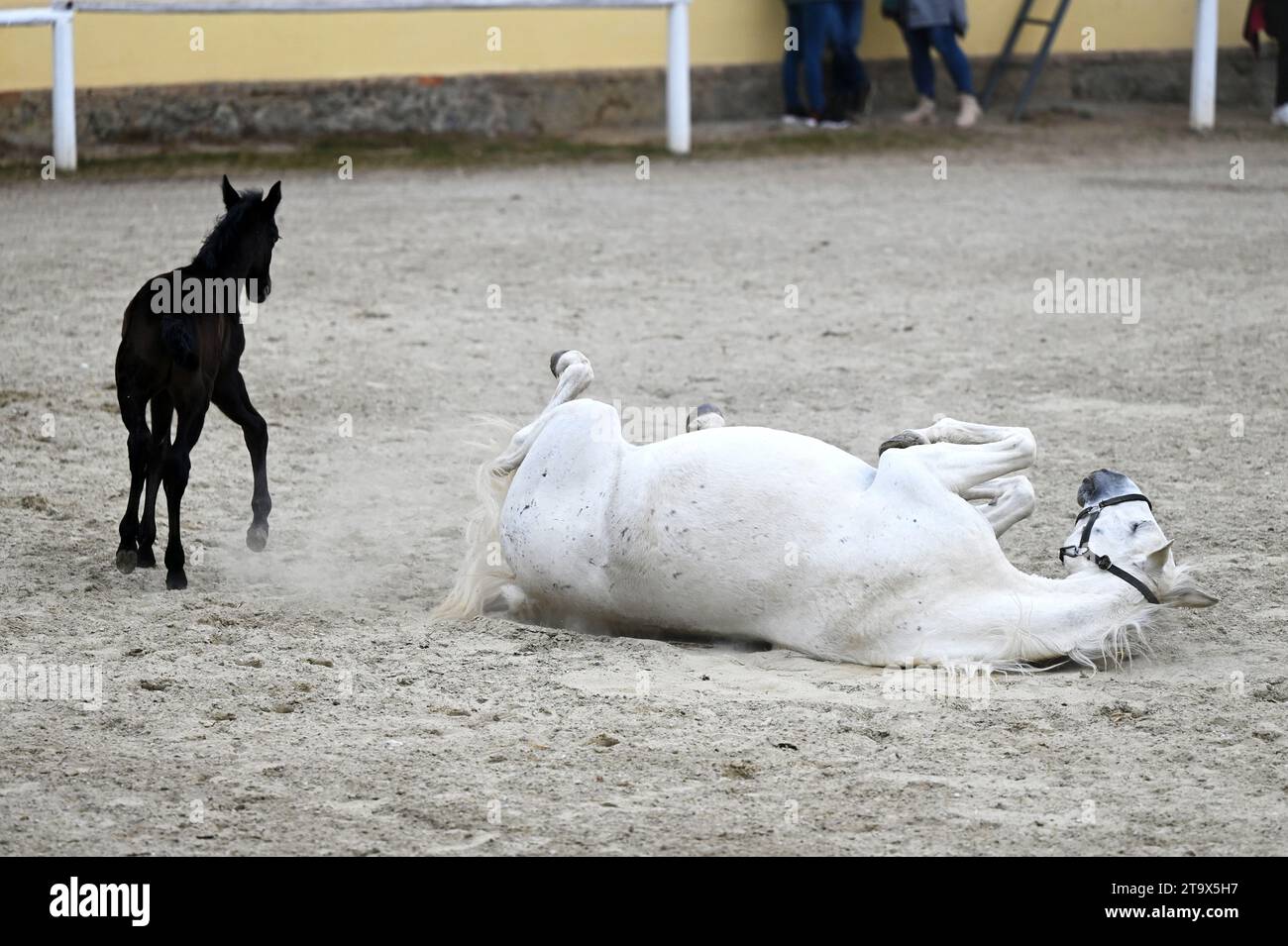 Presentation of the new foals of the year at the Lipizzaner stud farm ...