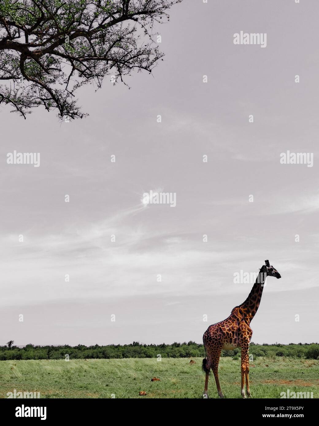 A magnificent adult giraffe stands in a vibrant grassland scene ...