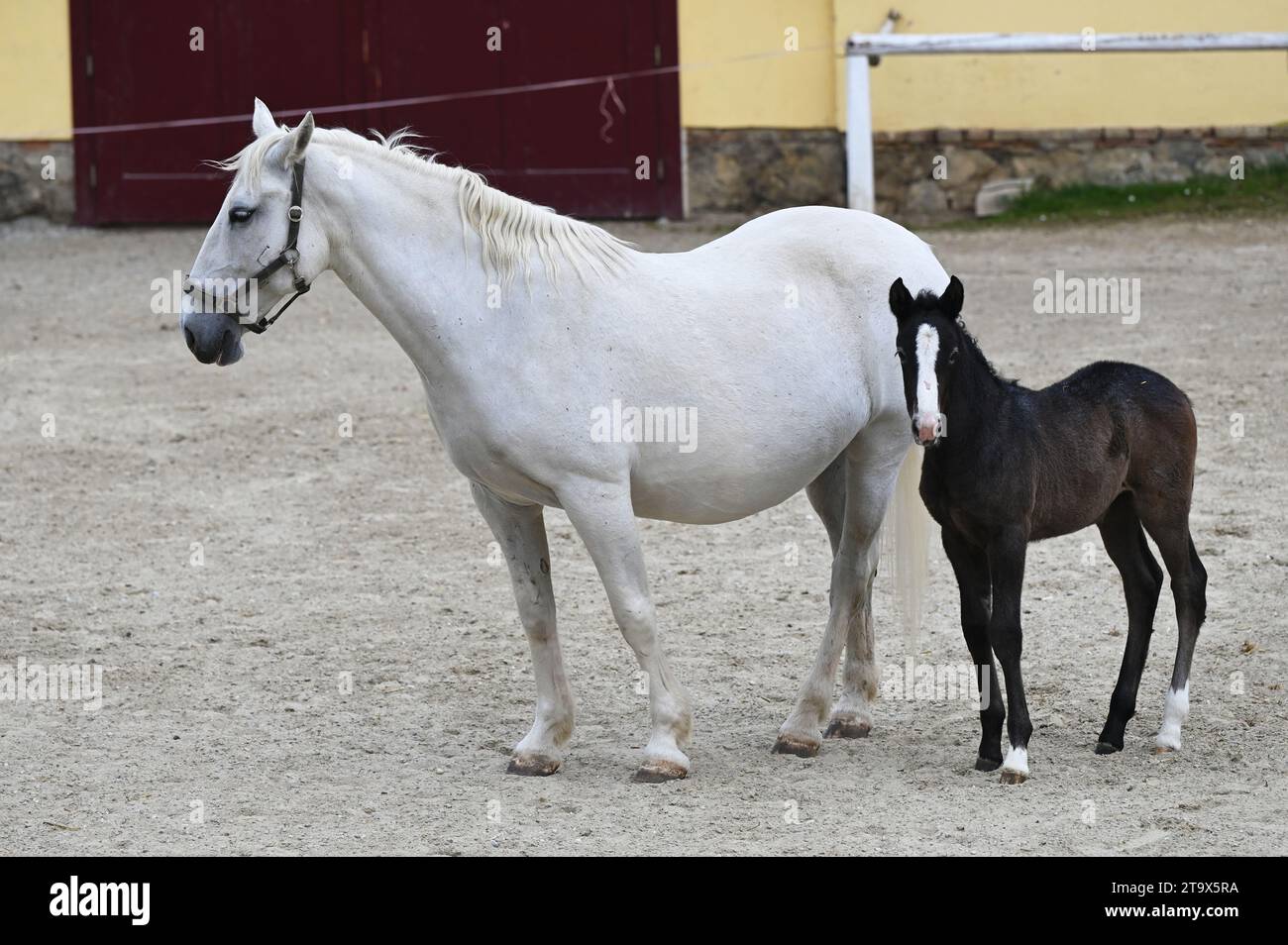 Presentation of the new foals of the year at the Lipizzaner stud farm ...