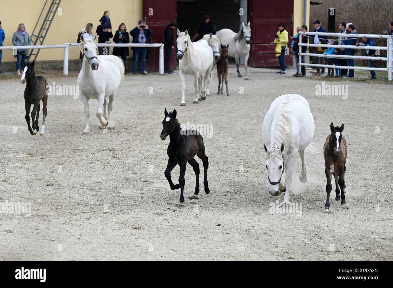 Presentation of the new foals of the year at the Lipizzaner stud farm ...