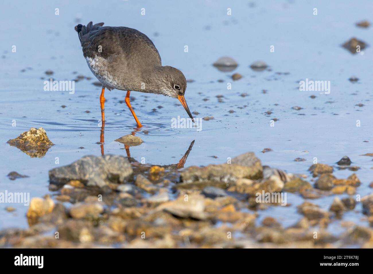 Common Redshank (Tringa totanus) adult feeding in shallow water, WWT ...