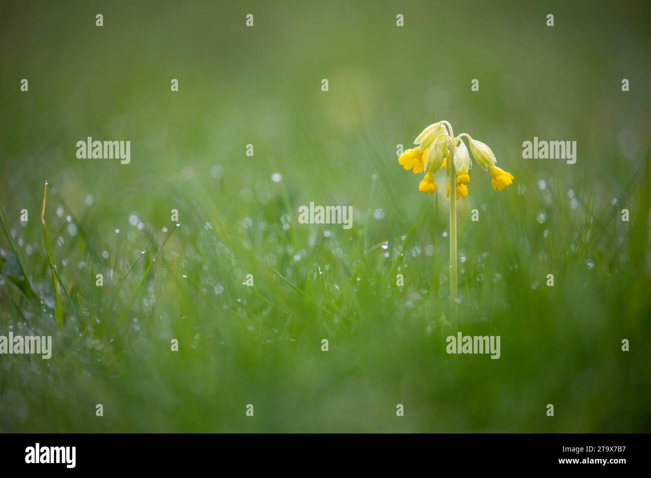 Common Cowslip (Primula veris), flowering plant, Loxley Church Meadow ...
