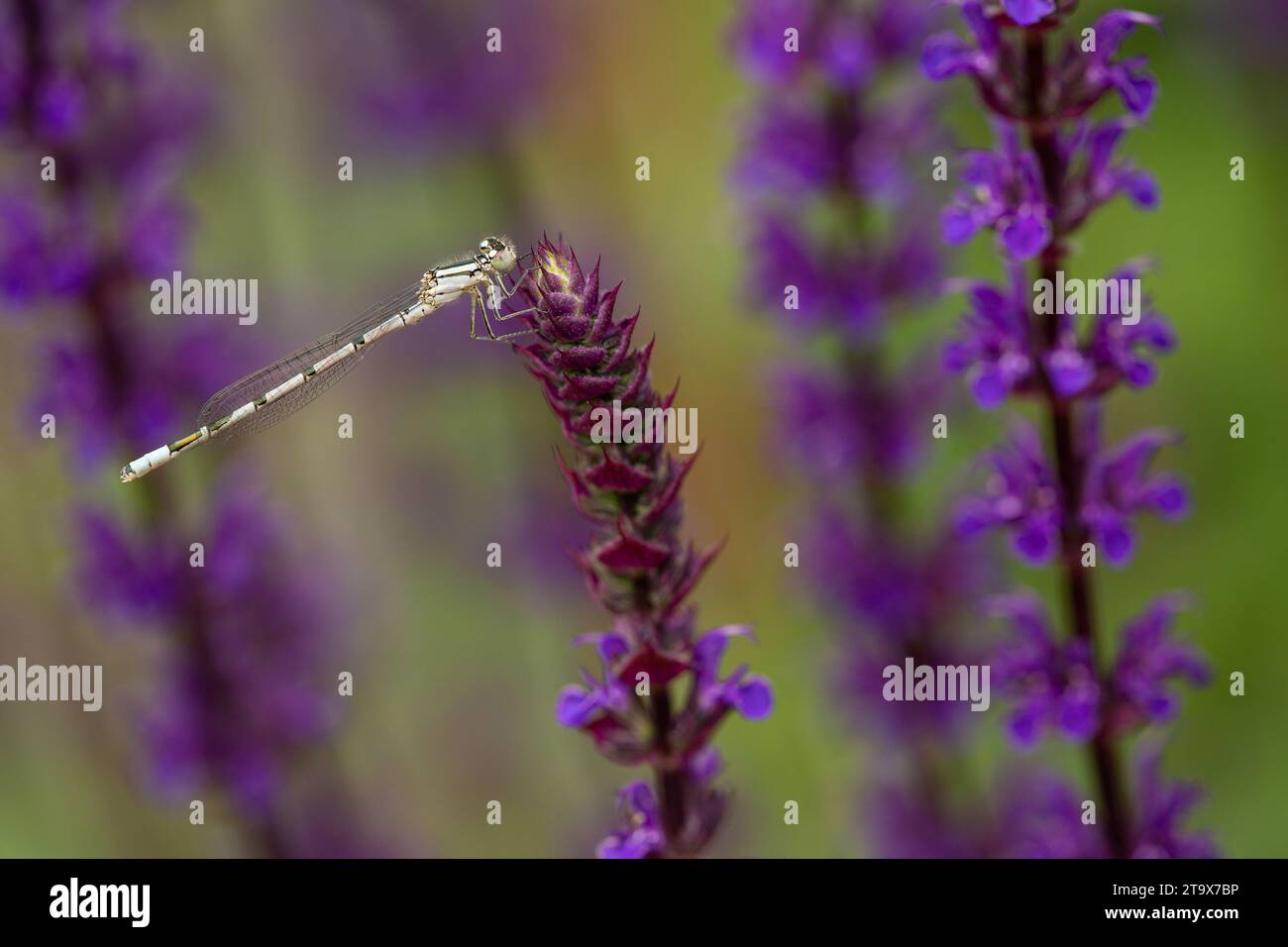 Blue-tailed Damselfly (Ischnura elegans), female form infuscans (green ...