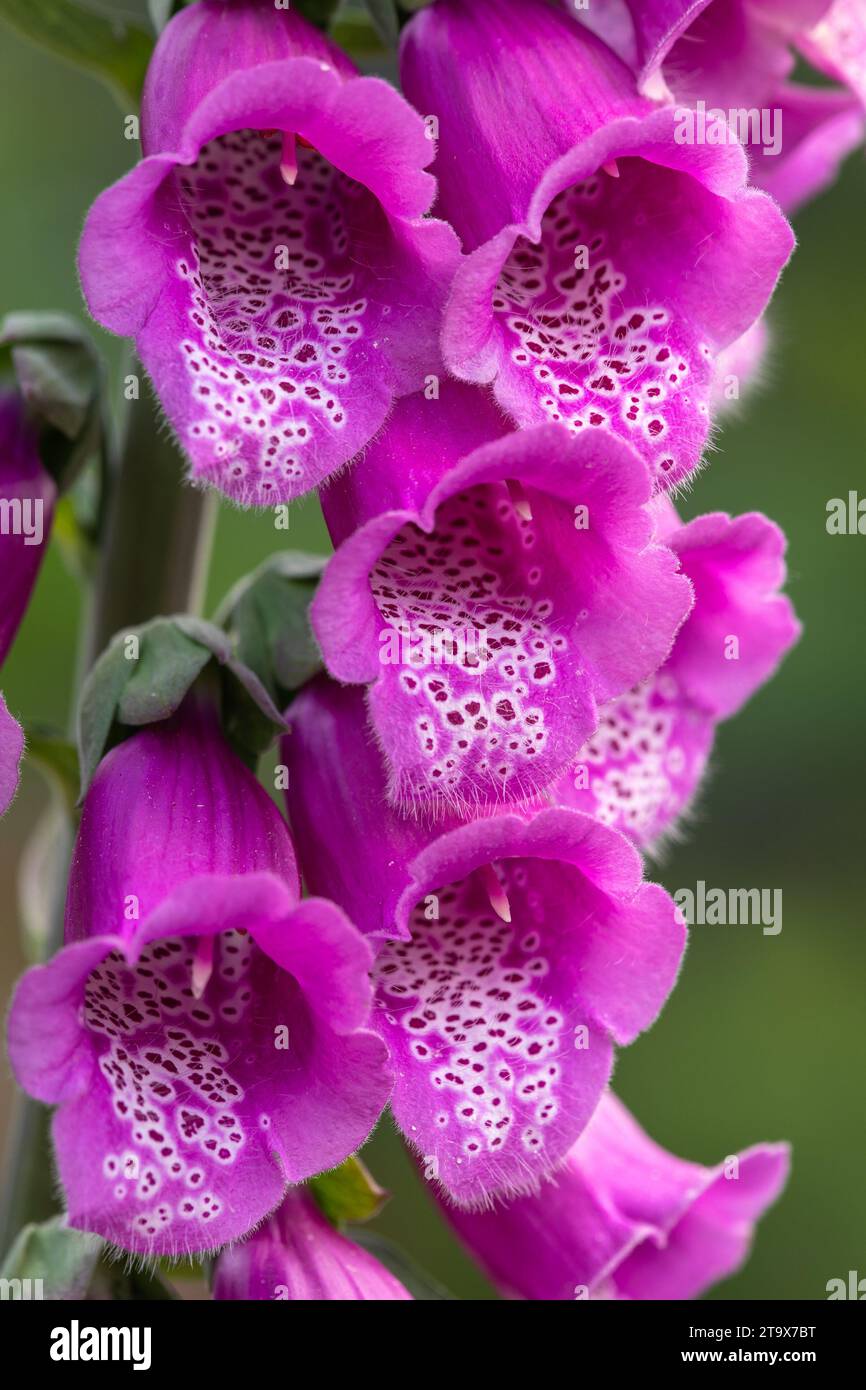 Common Foxglove (Digitalis purpurea), Close-up of flower-head, in ...