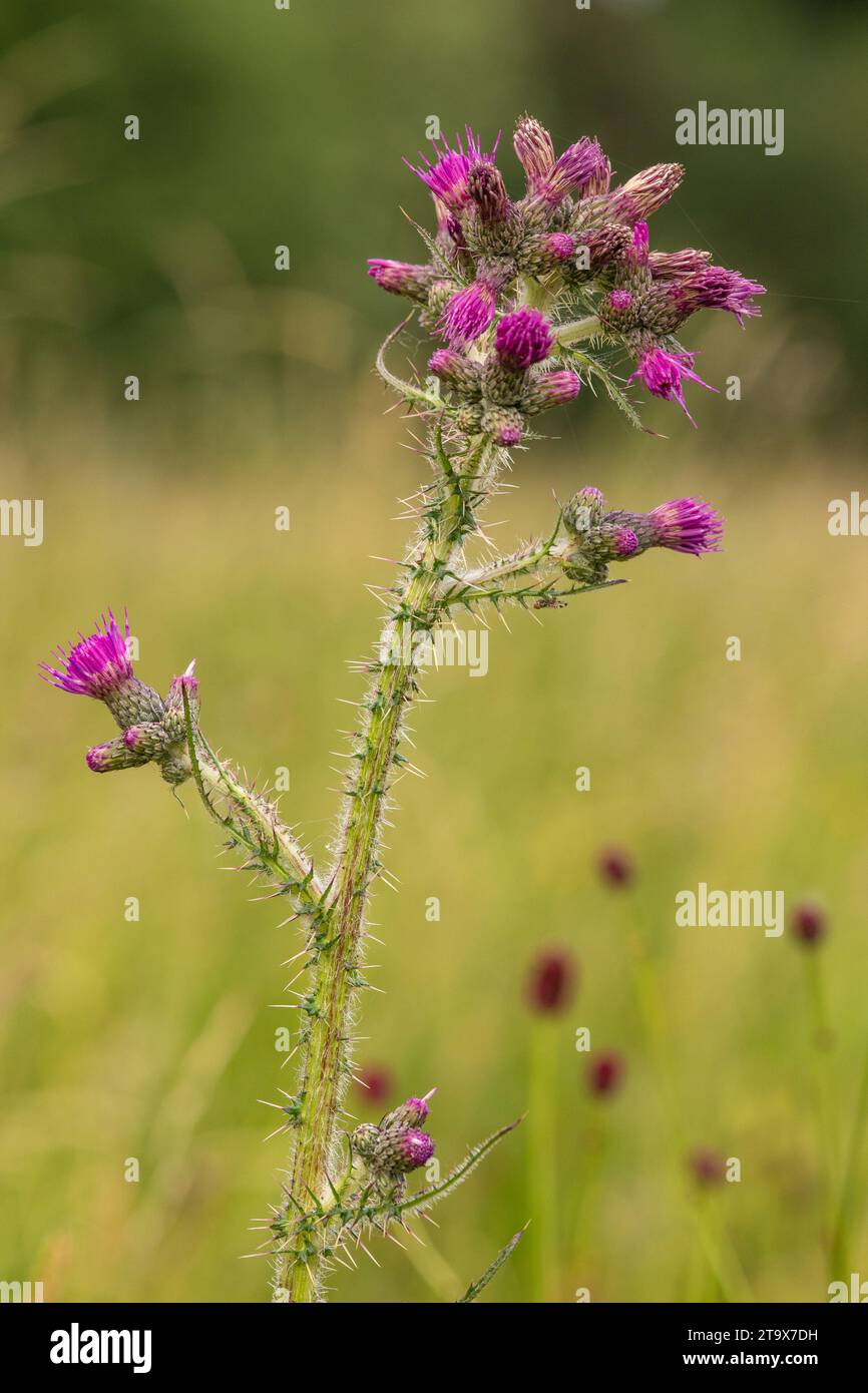 Marsh Thistle (Cirsium palustre), Brook Meadow Natue Reserve ...