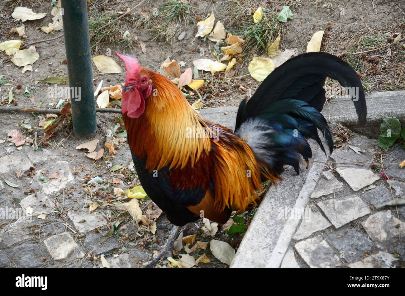 Lisbon street animal hi-res stock photography and images - Alamy