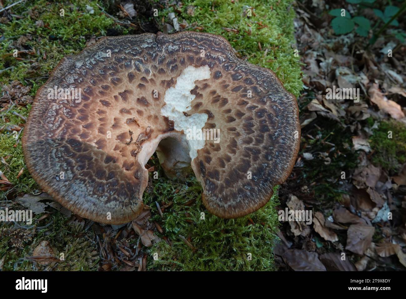 Natural closeup on the brown pheasant's back mushroom, Polyporus ...