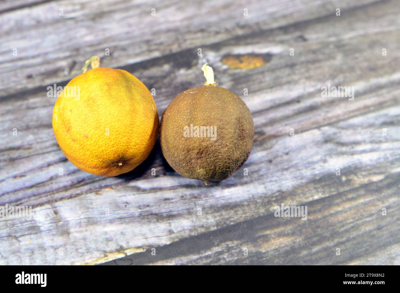 Lemon with mold, mould is one of the structures that certain fungi can ...