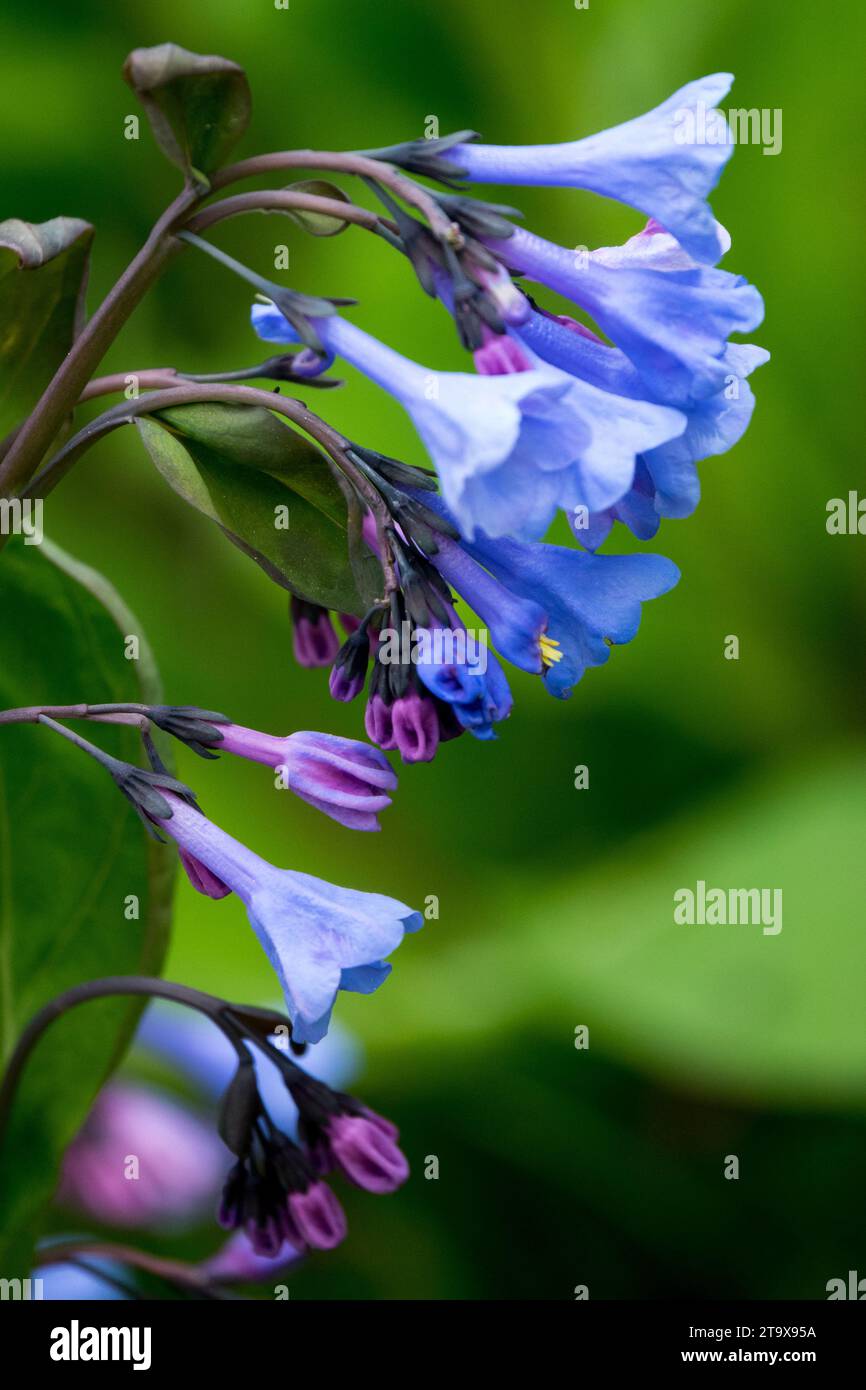 Mertensia, Virginia Bluebell, Mertensia virginica, Blue, Flower, close ...