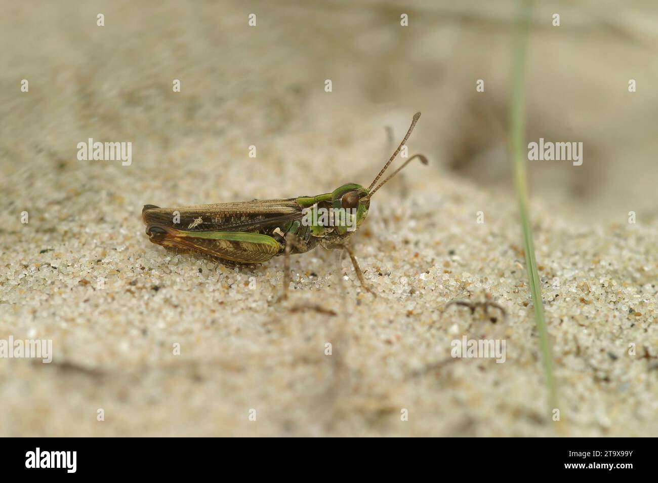 Mottled grasshopper close up hi-res stock photography and images - Alamy