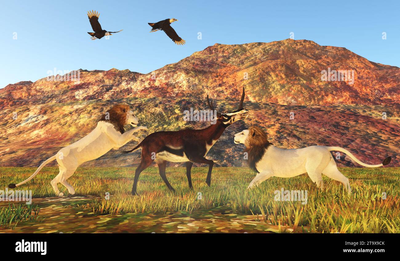 Two American Black Vultures watch as American lions attack a Kyptoceras ...