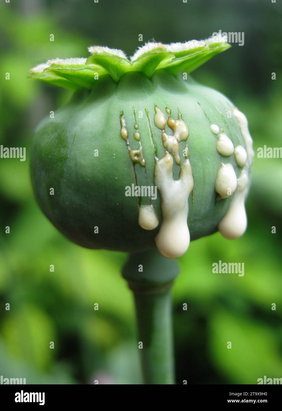 Opium poppy latex hi-res stock photography and images - Alamy