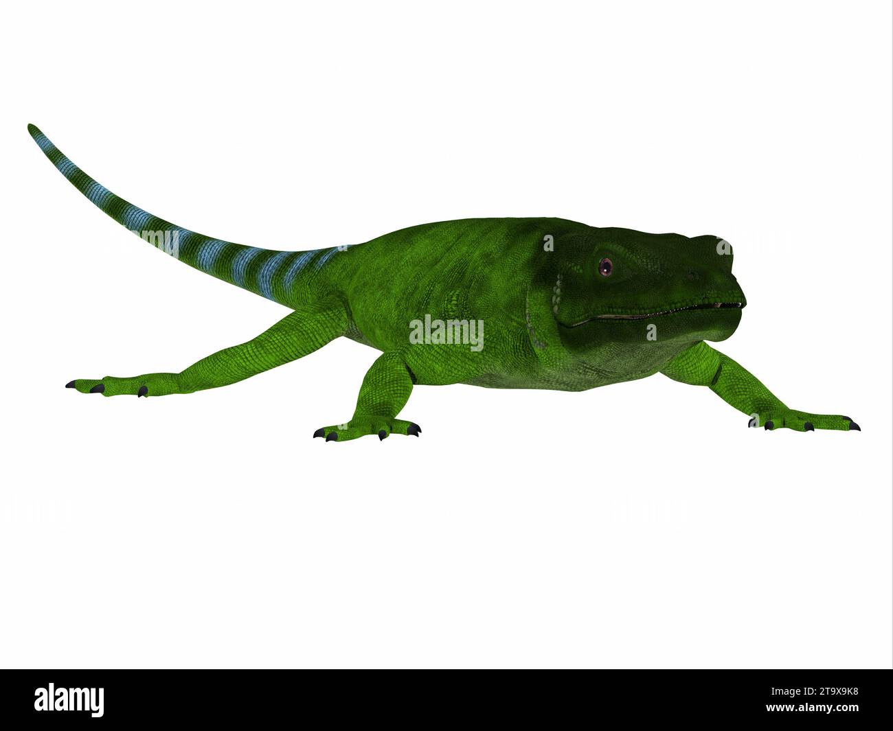 The Chuckwalla is a large lizard found primarily in arid regions of the ...