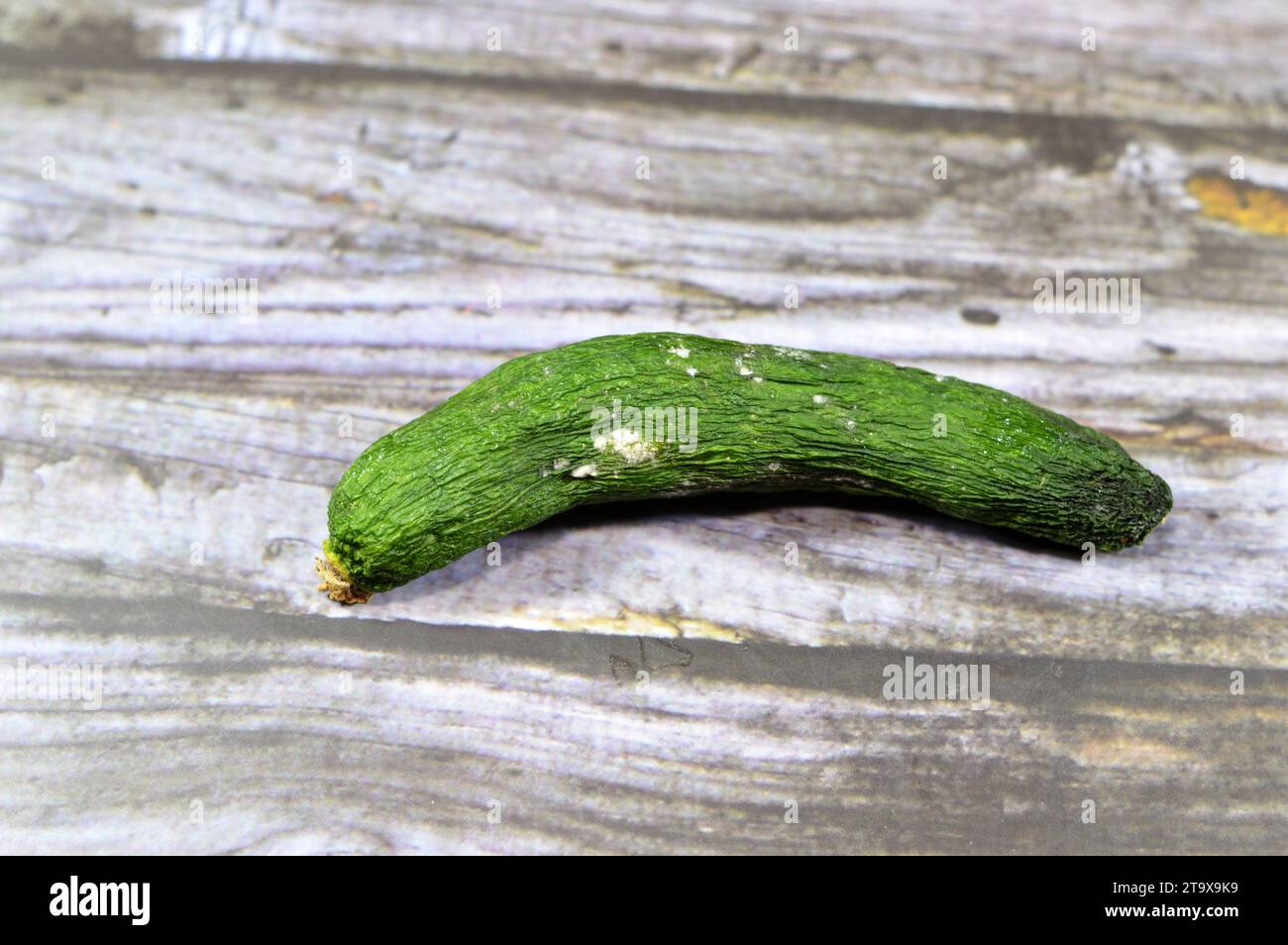 cucumber with mold, mould is one of the structures that certain fungi ...