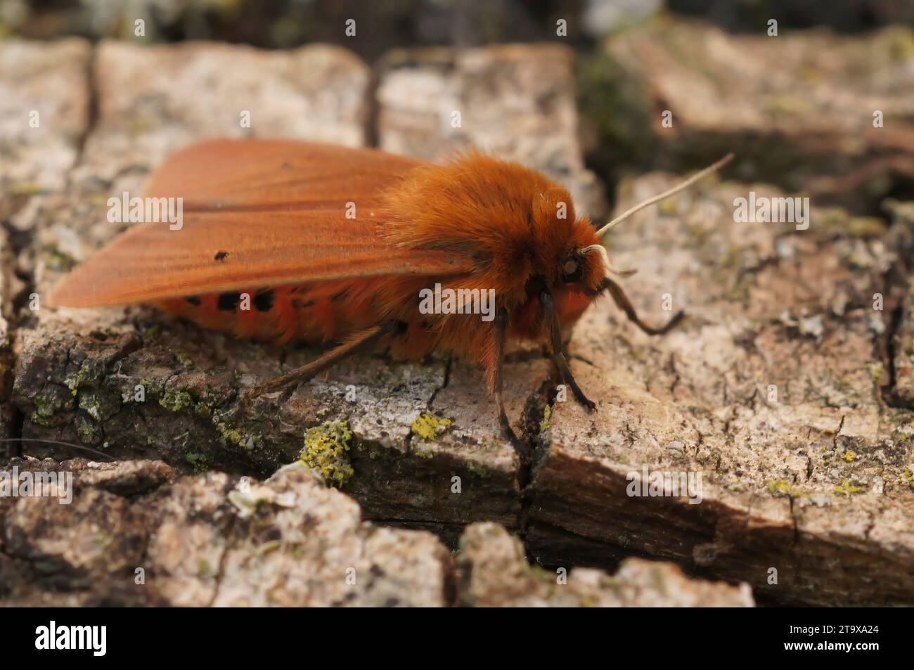 Detailed closeup on the Ruby Tiger Moth, Phragmatobia fuliginosa ...