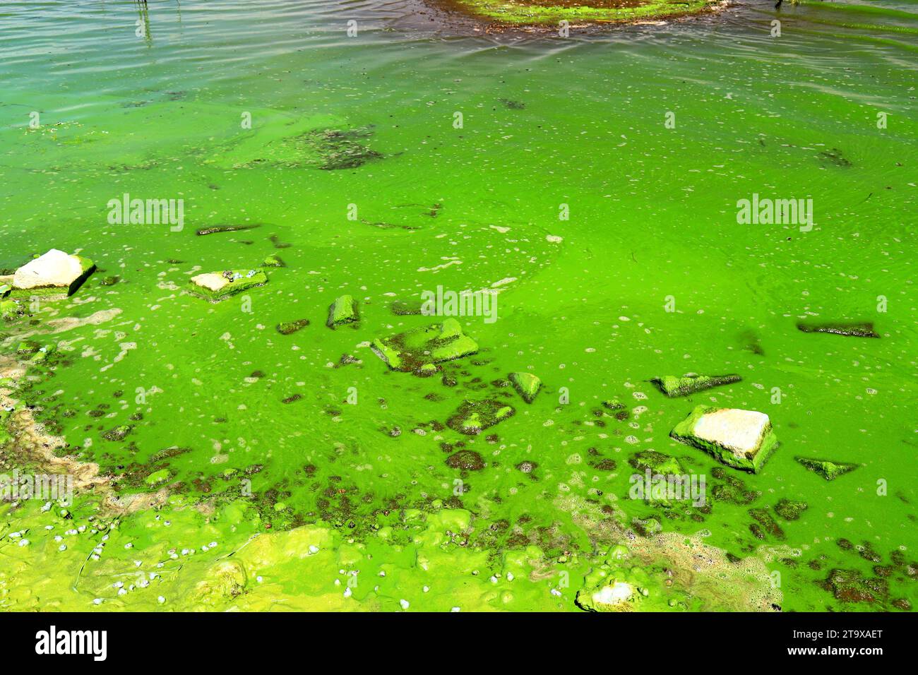 Water pollution by blooming blue green algae - is world environmental ...