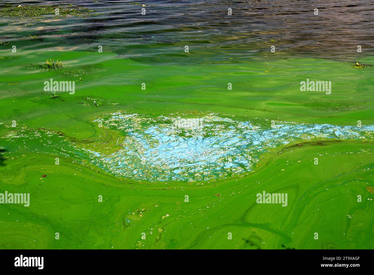 Water pollution by blooming blue green algae - is world environmental ...