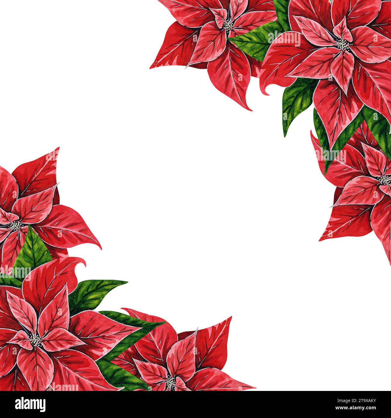 Christmas flower poinsettia frame, hand drawn watercolor illustration ...