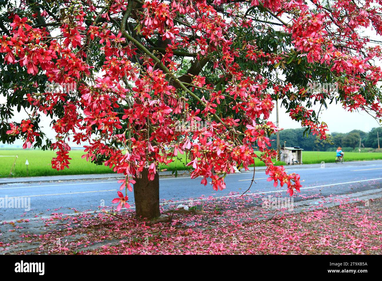 Tree of floss hi-res stock photography and images - Alamy