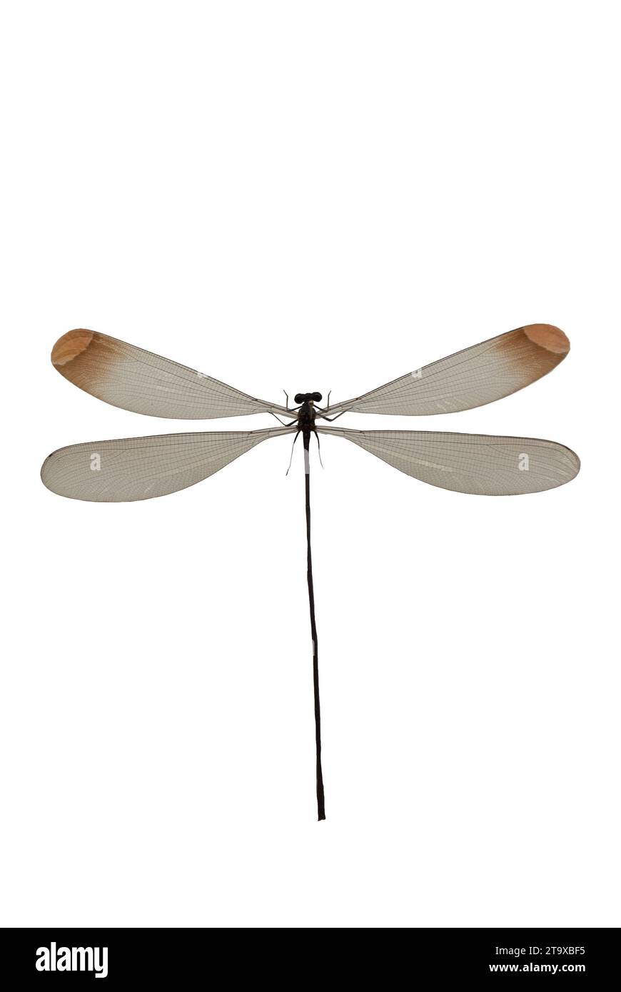 Microstigma rotundatum or helicopter damselfly is a species of ...