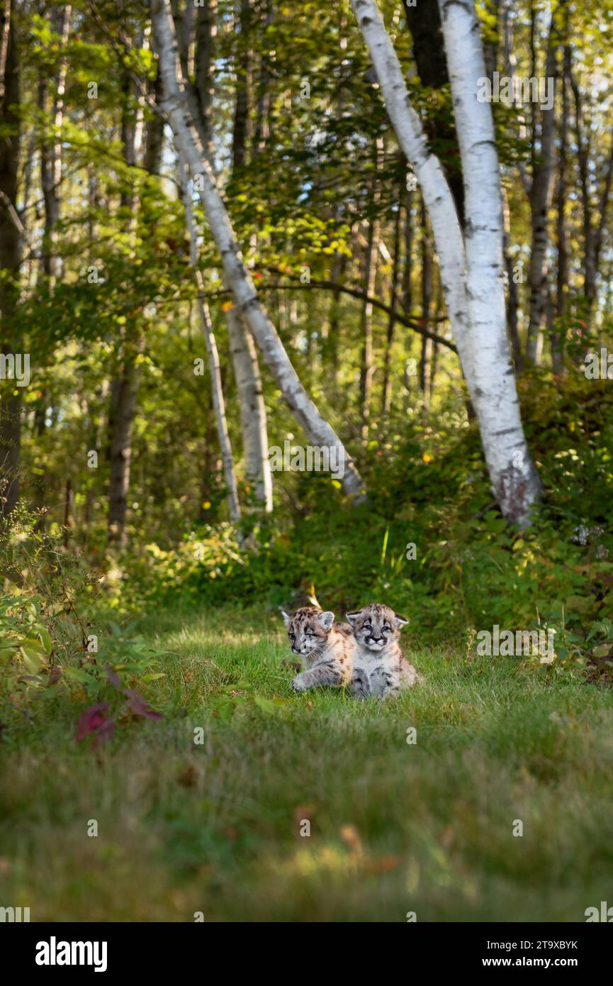 Two Cougar Kittens (Puma concolor) Together on Forest Trail Autumn - captive animals Stock Photo ...