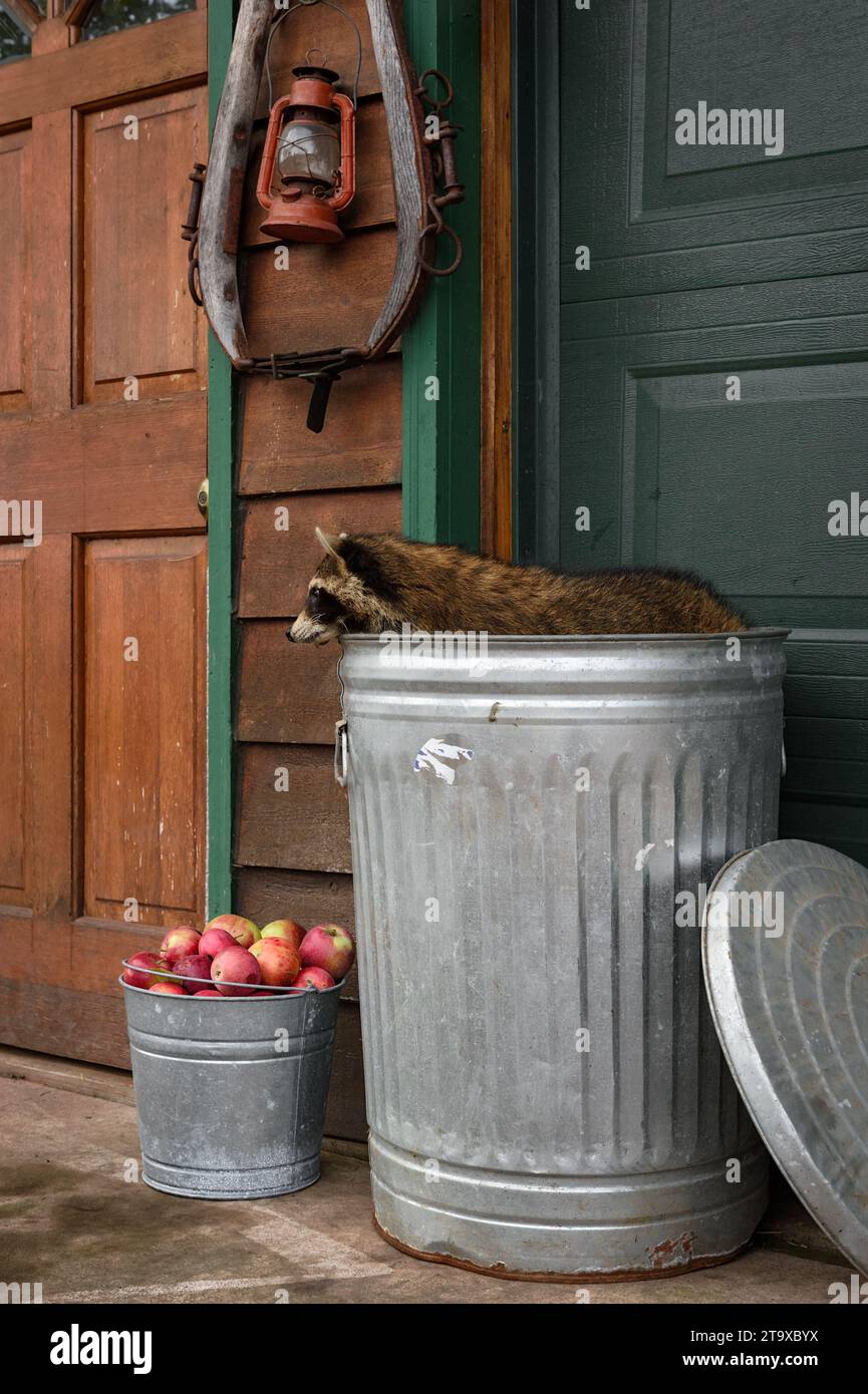 Raccoon (Procyon lotor) Lays Flat Out on Top of Garbage Can - captive ...