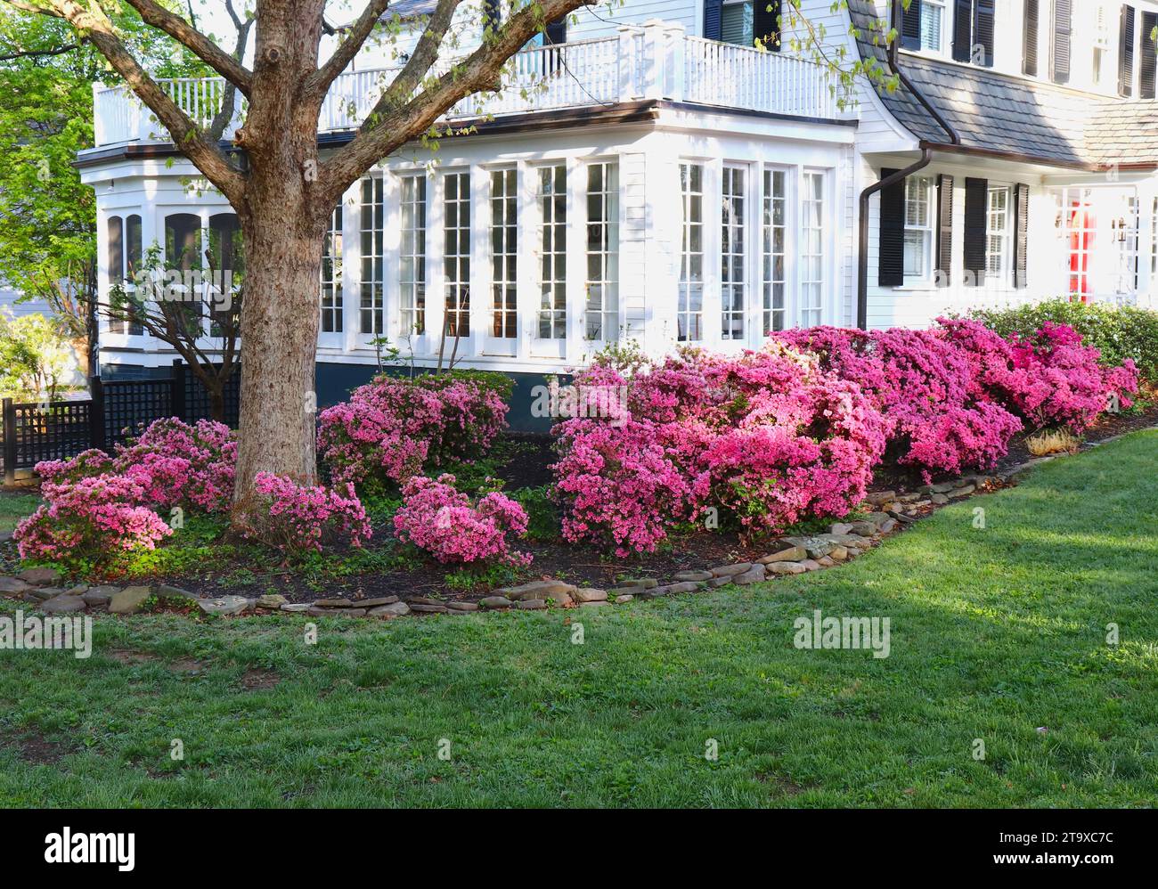 Pink Azalea Bushes Blooming Around Home's Enclosed Multi-Window Sunroom ...
