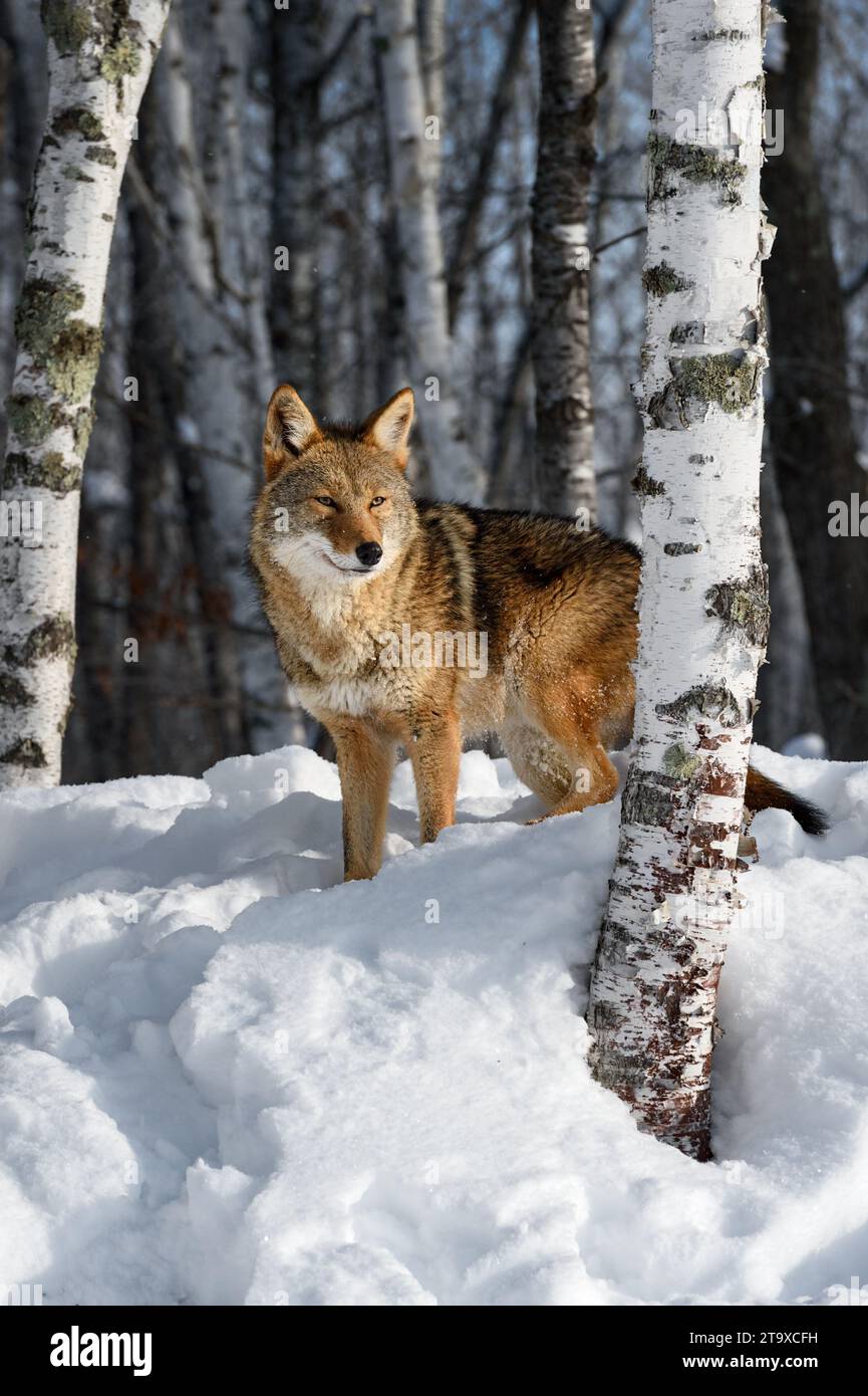 Coyote (Canis latrans) Stands Behind Birch Tree Looking Right Winter ...