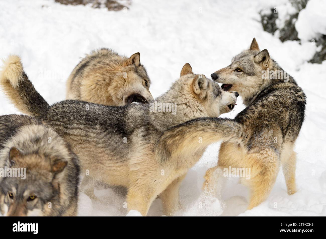 Grey Wolf Pack (Canis lupus) Bite, Snap and Growl at Each Other Winter - captive animals Stock ...