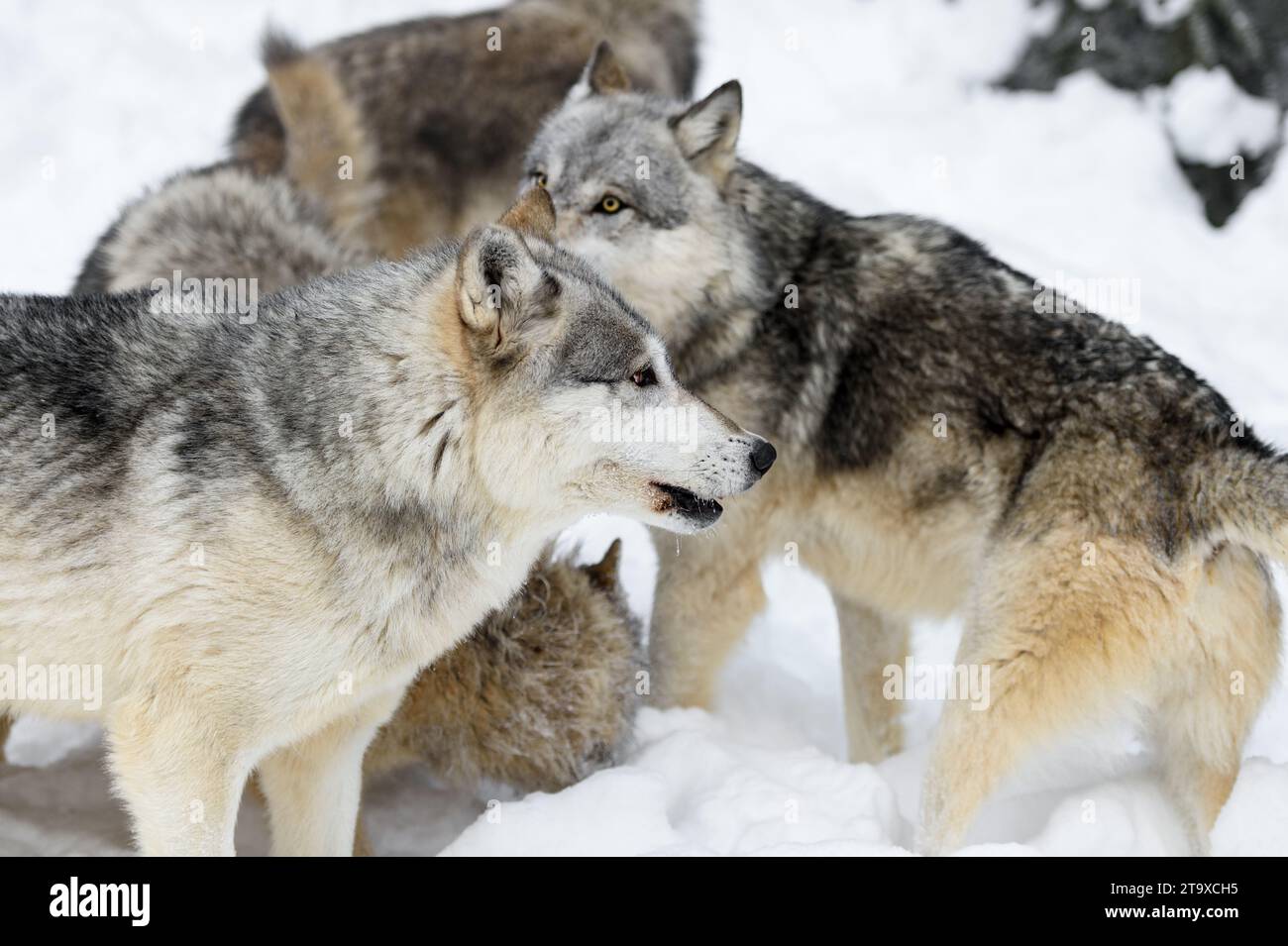 Grey Wolf Pack (Canis lupus) Mingle Winter - captive animals Stock ...