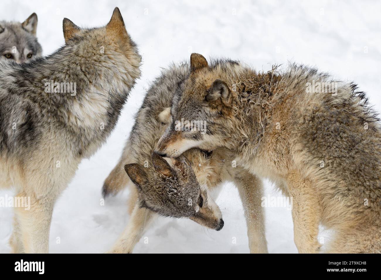 Grey Wolf (Canis lupus) Grabs Packmate By Scruff of Neck Winter ...