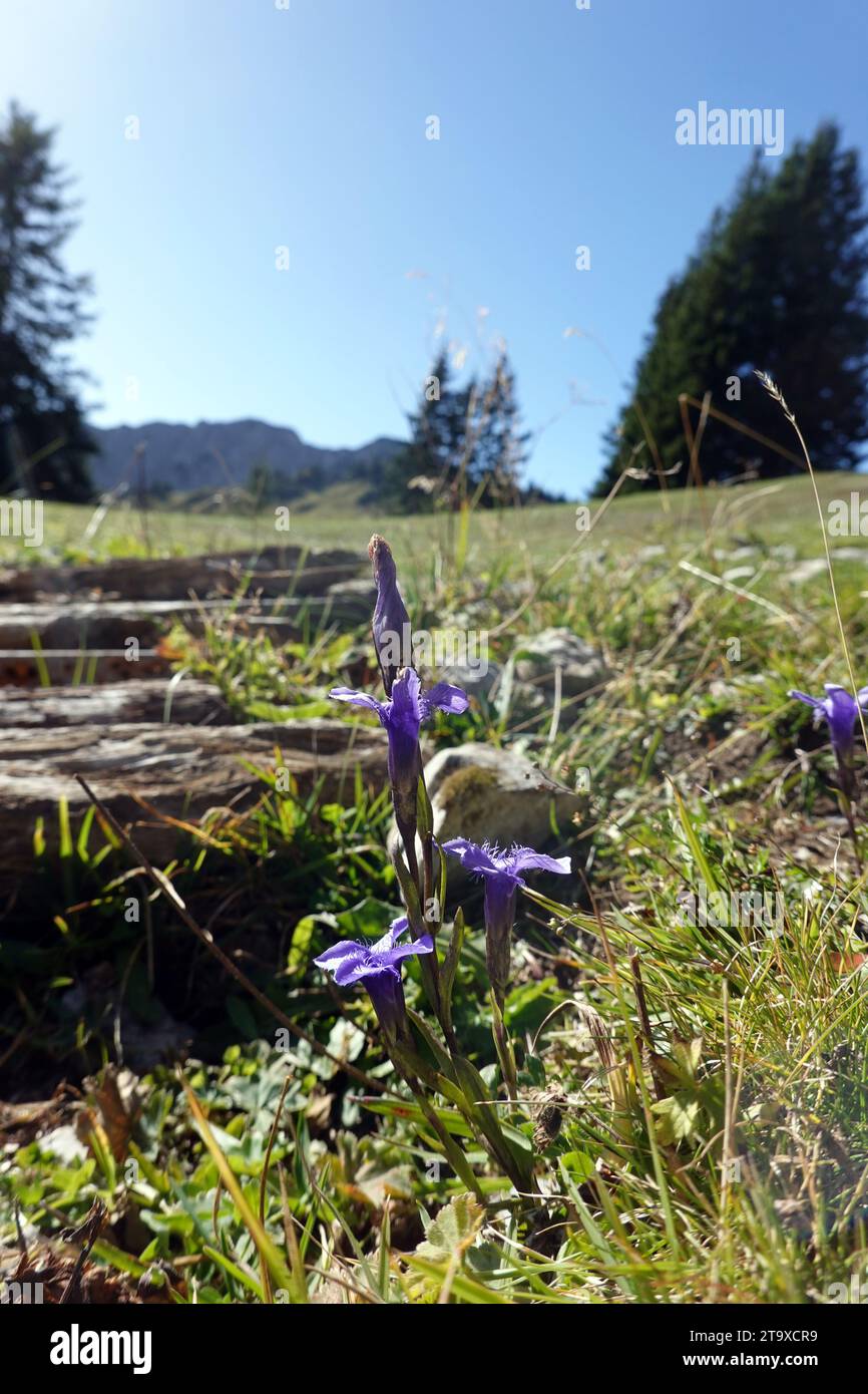 Gewöhnlicher Fransenenzian (Gentianella ciliata, Syn. Gentianopsis ciliata) , auch Fransenenzian ...