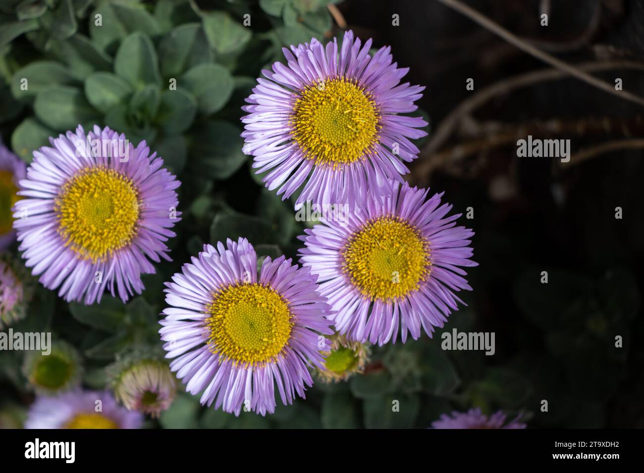 Seaside daisy hi-res stock photography and images - Alamy