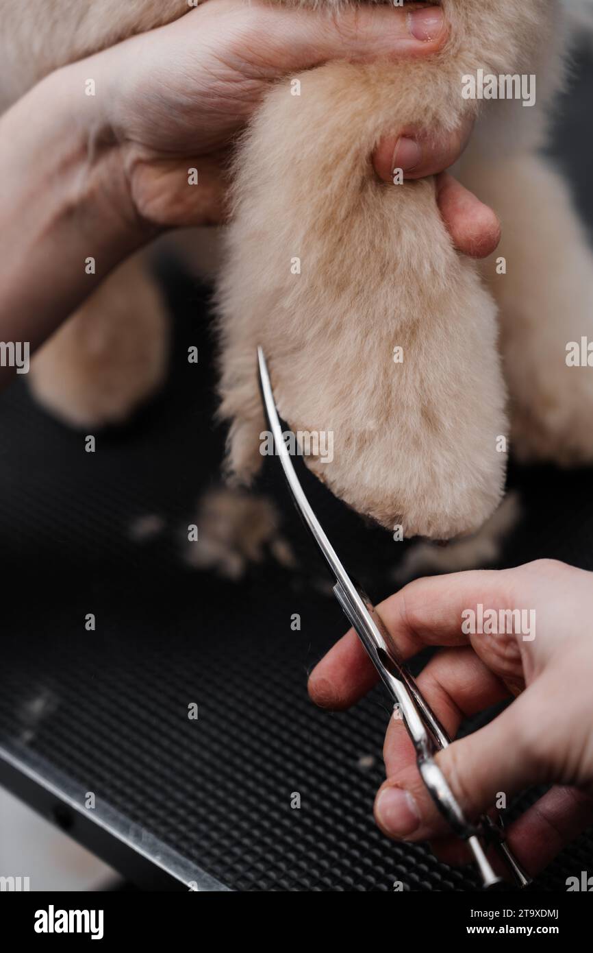 Dog haircut with scissors Stock Photo - Alamy