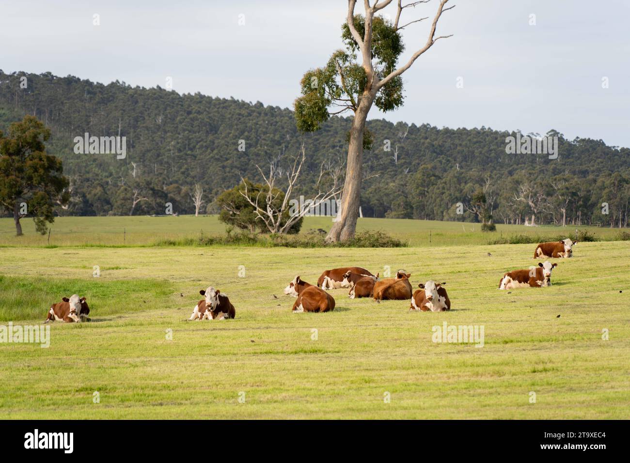 West australian farmer hi-res stock photography and images - Alamy