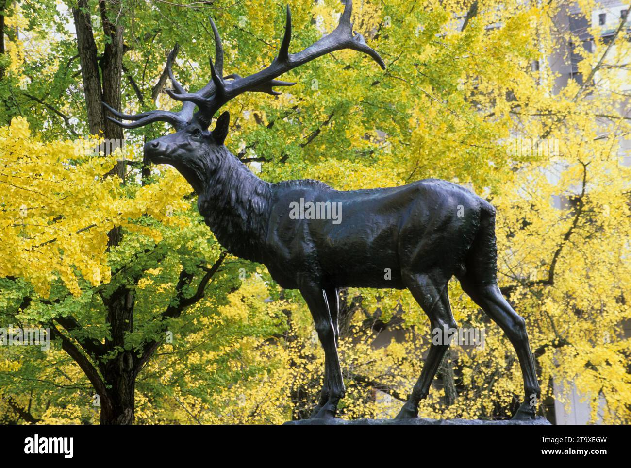 Thompson's Elk (David P. Thompson Memorial Fountain) statue, Chapman ...
