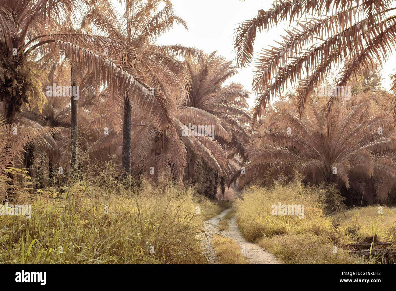 infrared image of a drainage stream along the plantation pathway Stock ...