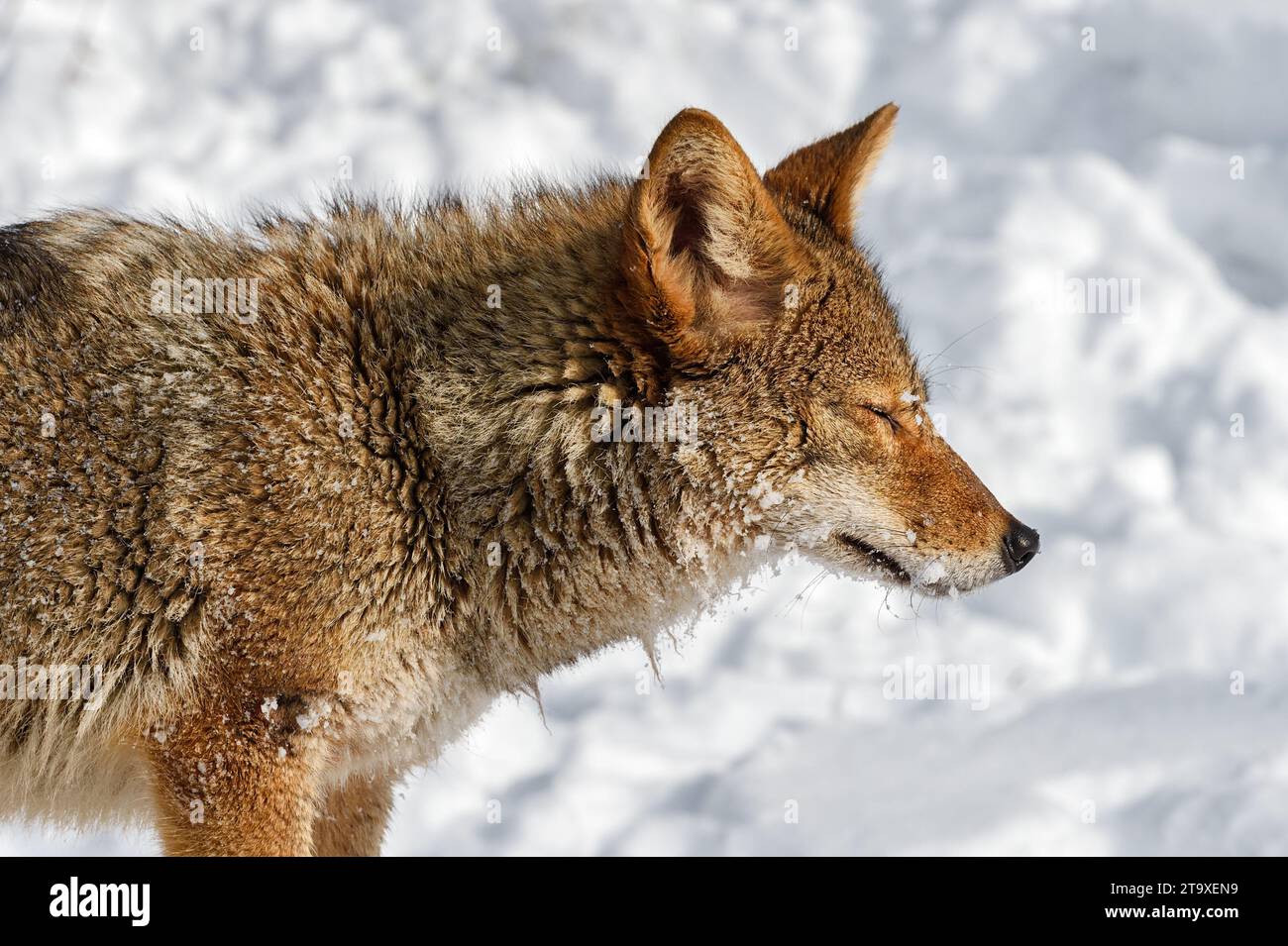 Coyote (Canis latrans) Eyes Closed Profile Right Winter - captive ...