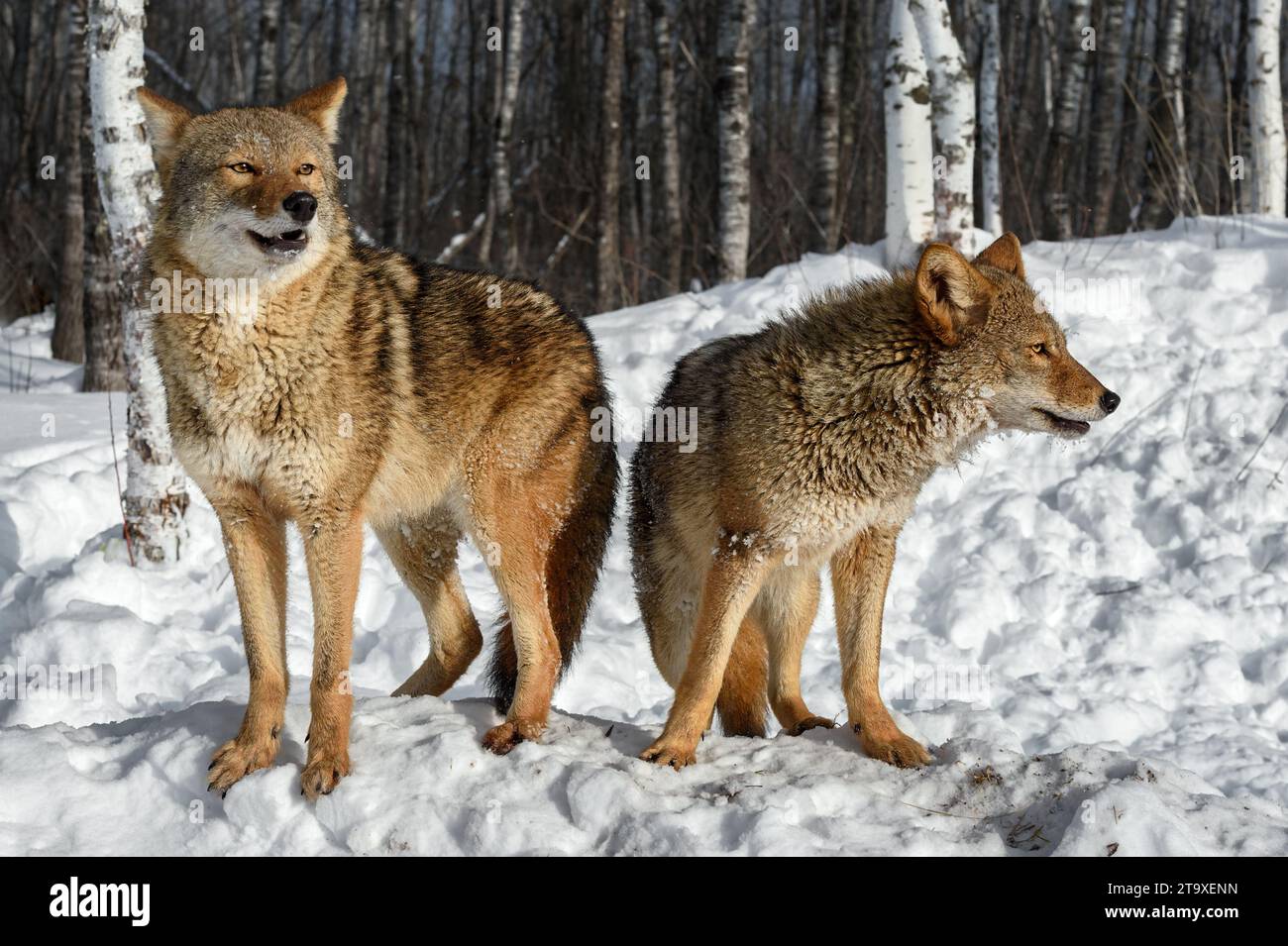 Coyotes (Canis latrans) Stand Near Forest Just Beginning to Howl Winter ...