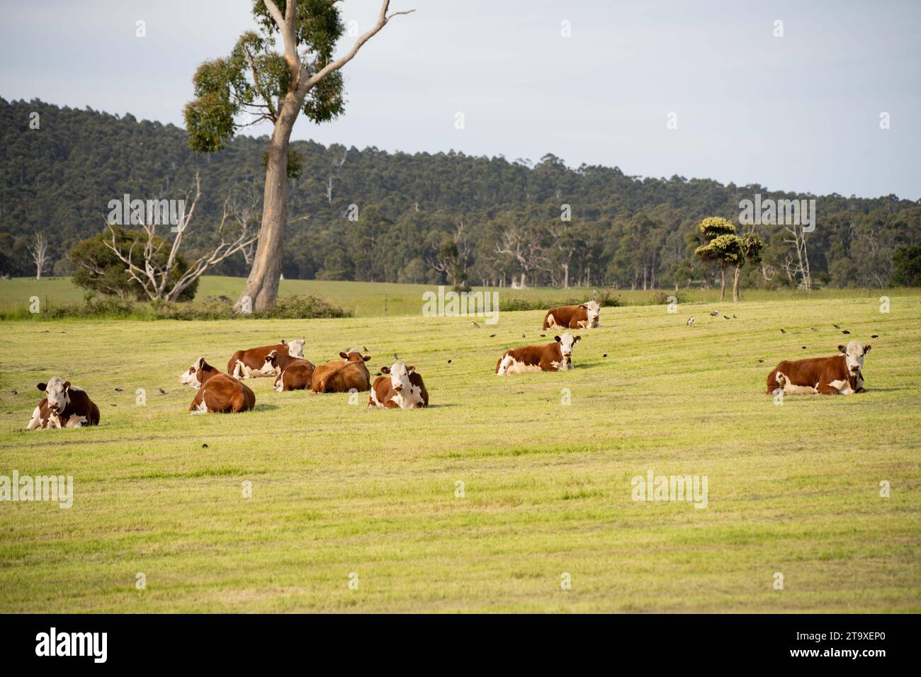 Cows and Cattle grazing in Australia Stock Photo - Alamy