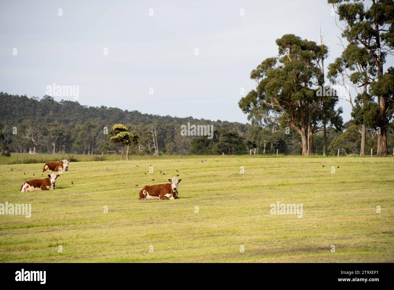 Cows and Cattle grazing in Australia Stock Photo - Alamy