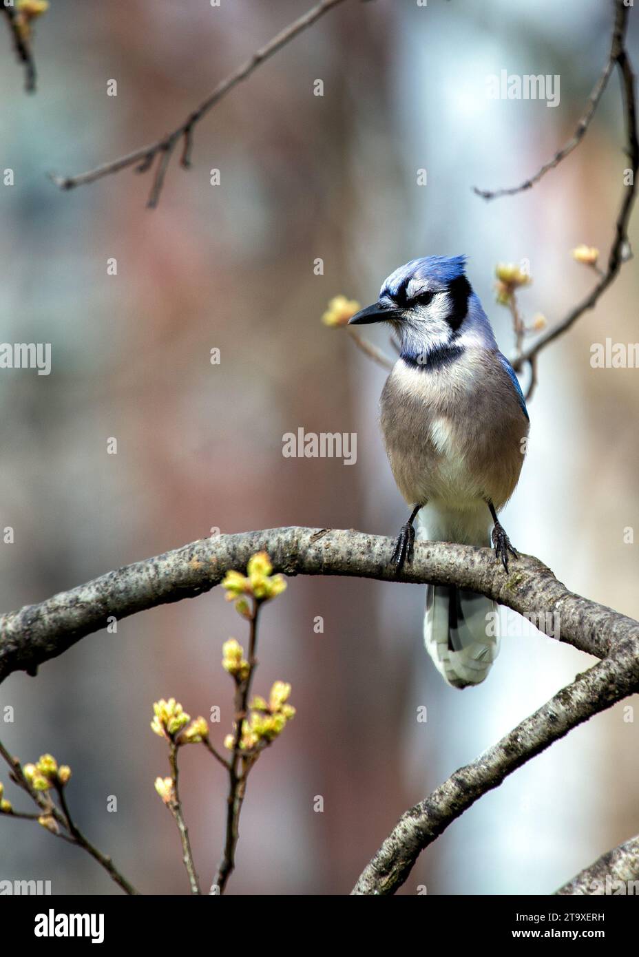 Admire the vivid elegance of the Blue Jay (Cyanocitta cristata) gracing ...