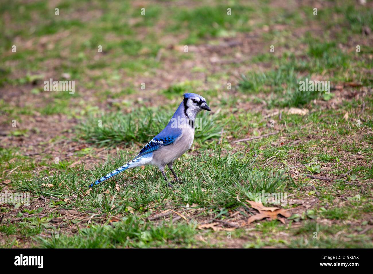 Admire the vivid elegance of the Blue Jay (Cyanocitta cristata) gracing ...