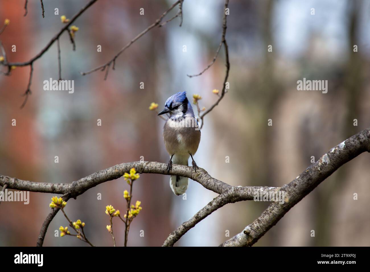Admire the vivid elegance of the Blue Jay (Cyanocitta cristata) gracing ...